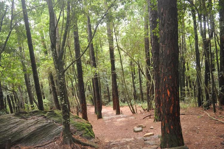 Jamacho Hiking : Shivapuri Nagarjun National park